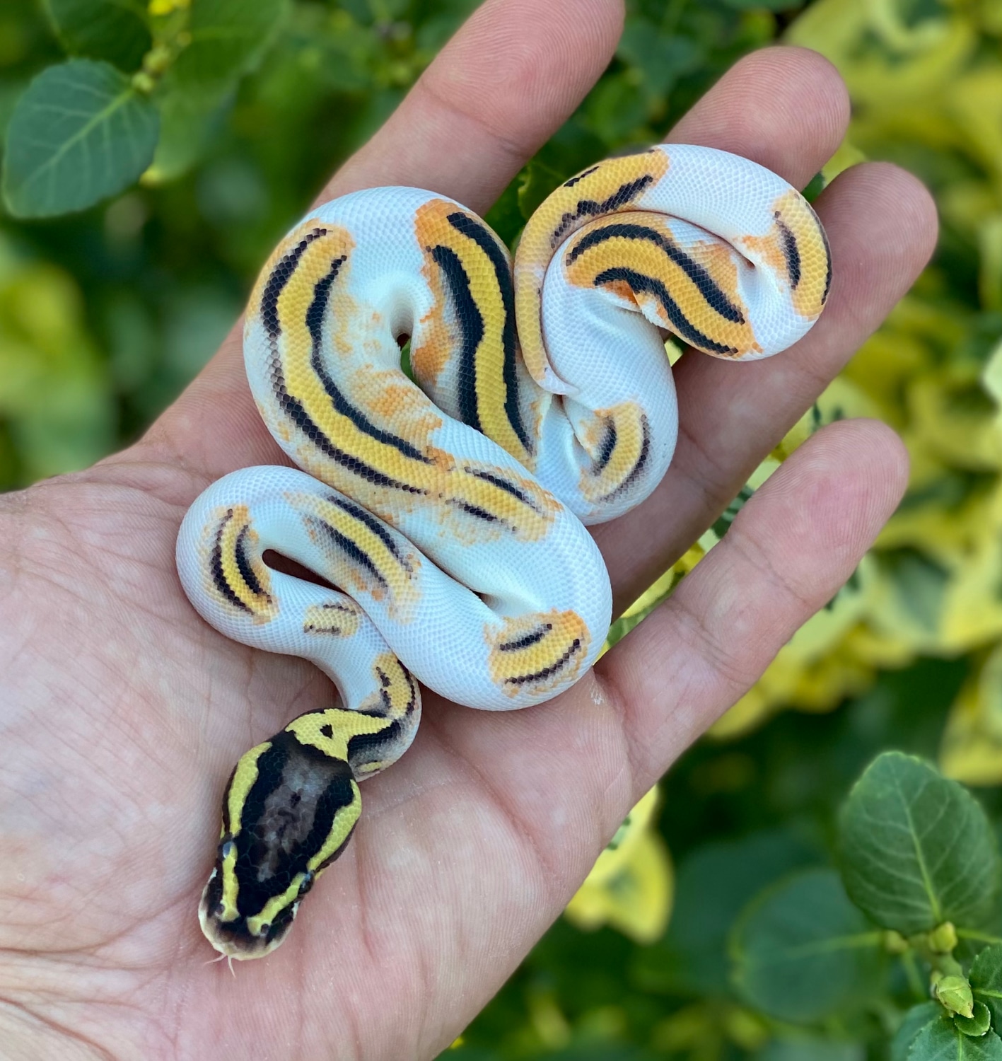 Pastel OD YB Pied 50% Pos Het Clown Ball Python by Reptile Genetic ...
