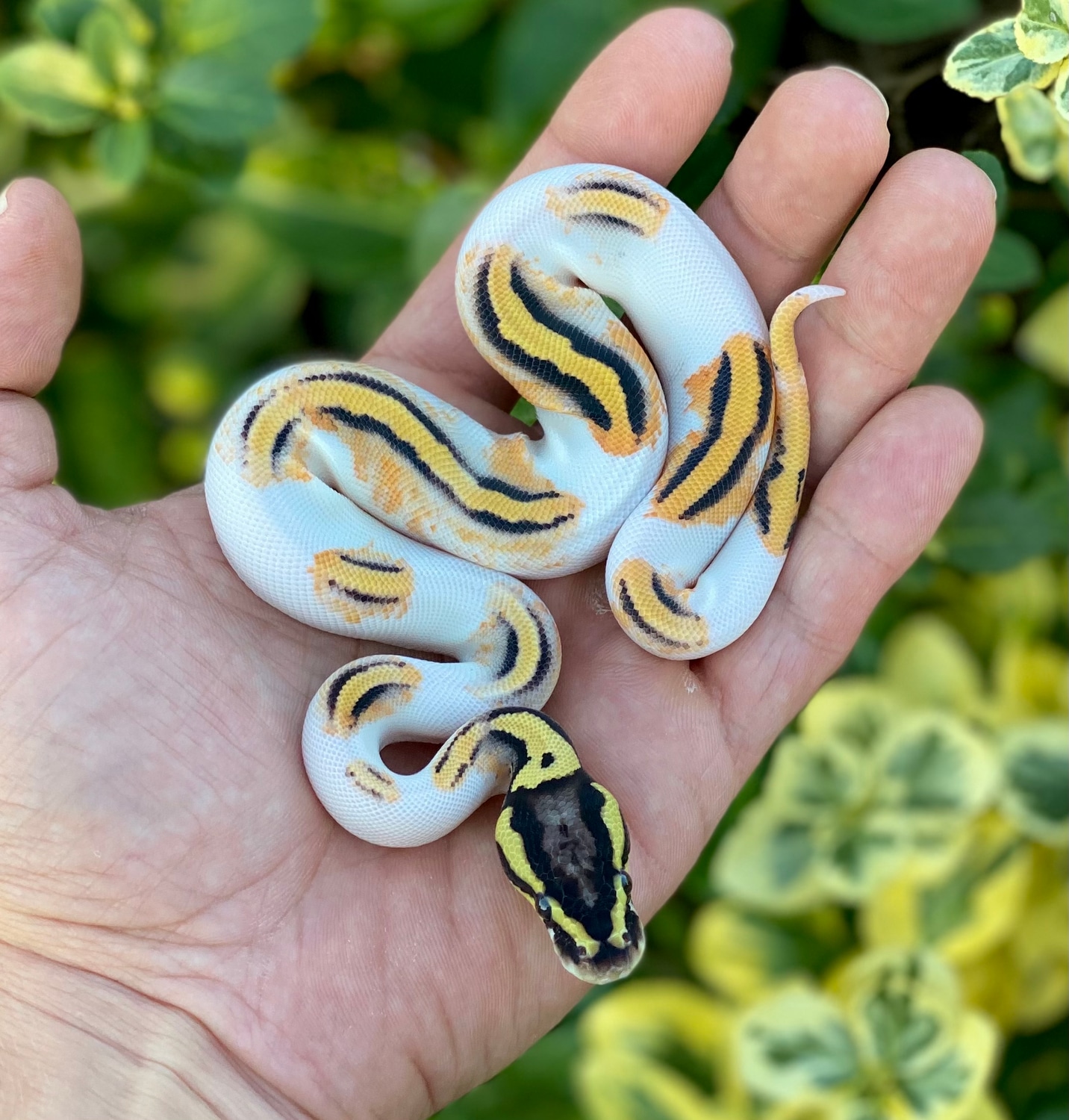 Pastel OD YB Pied 50% Pos Het Clown Ball Python by Reptile Genetic ...