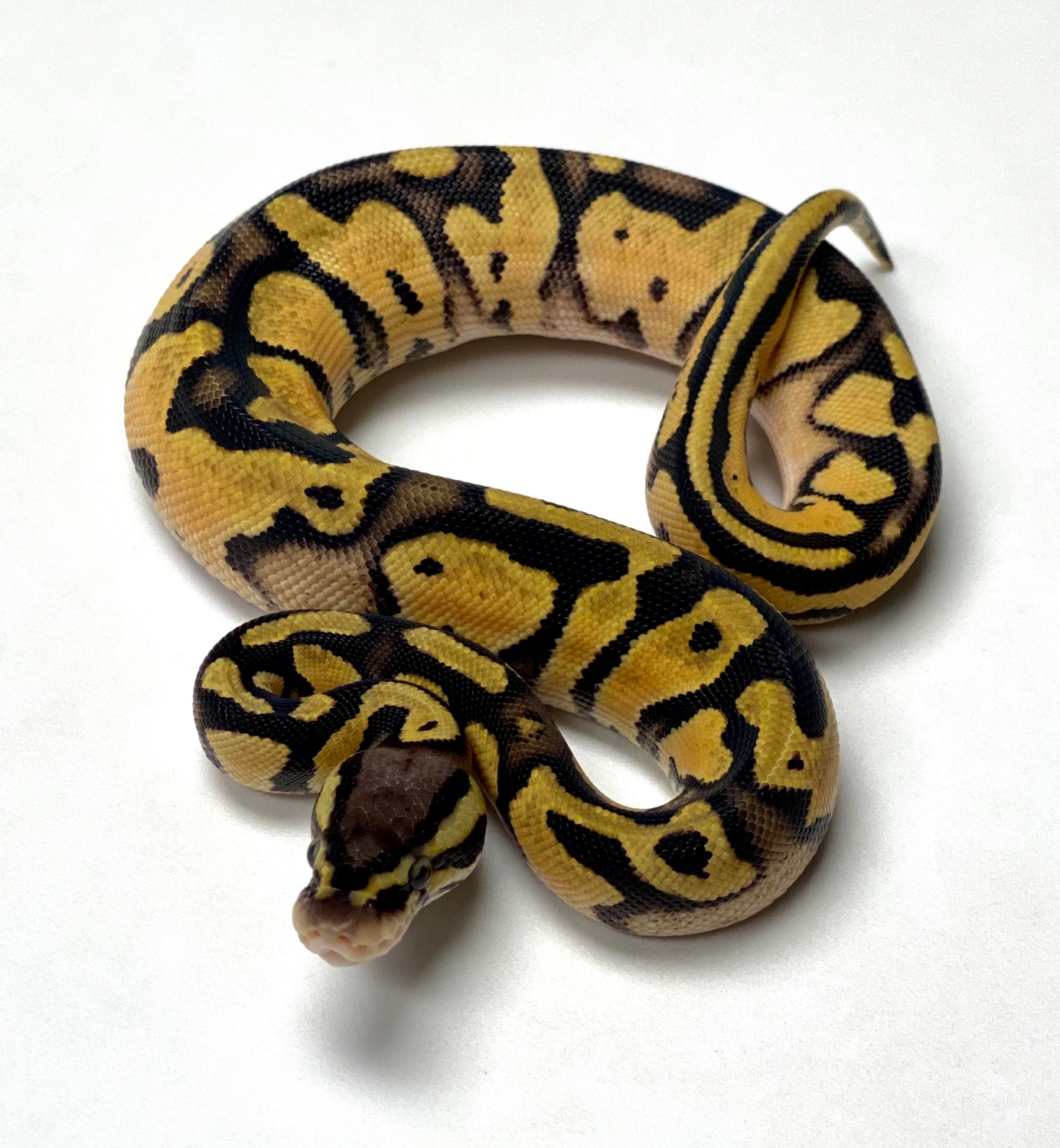 OD Pastel Pos DH Clown/Pied Ball Python by Reptile Genetic Services, LLC - MorphMarket