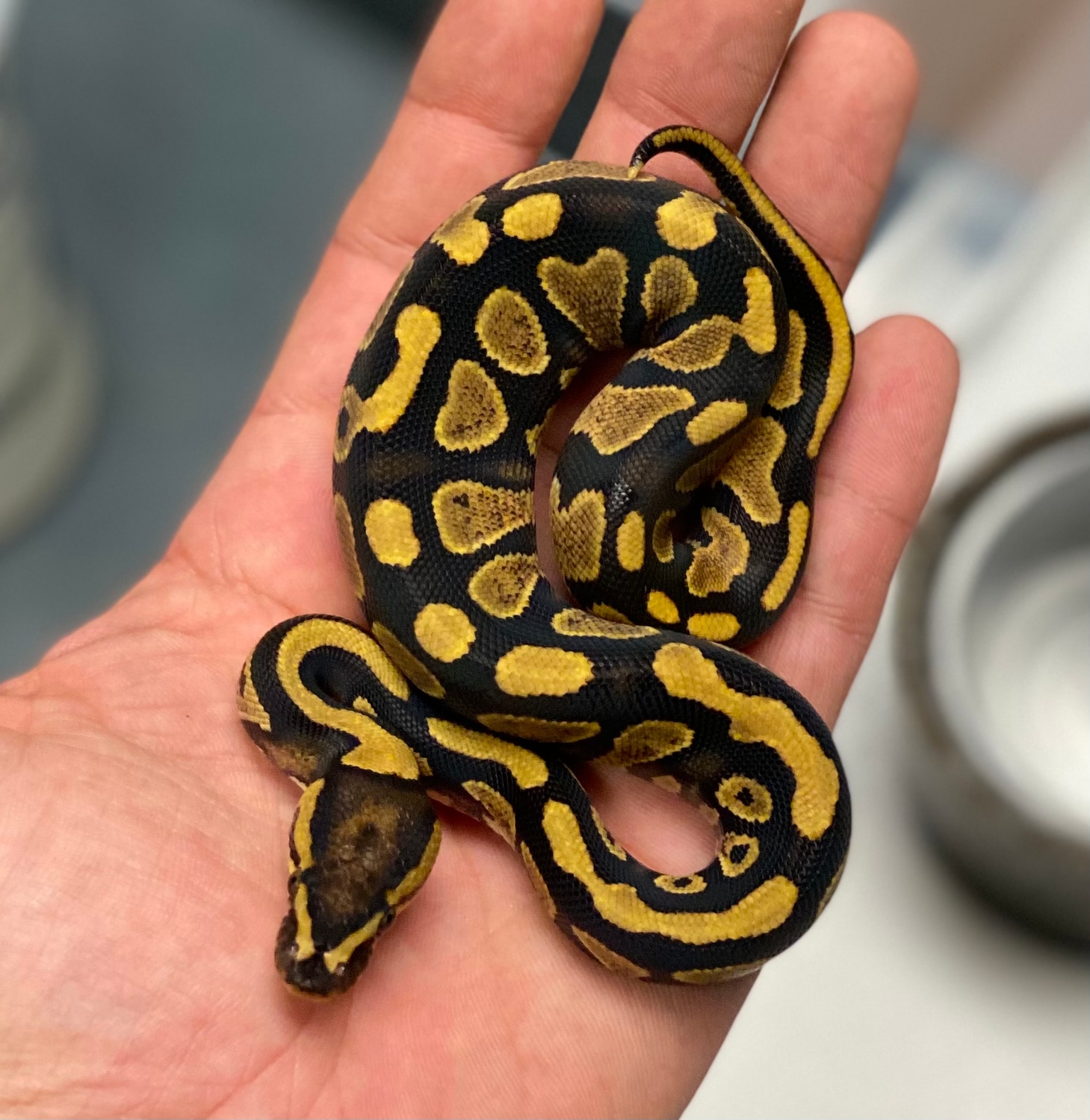 Yb 100% Het Clown/Pied Ball Python by Reptile Genetic Services, LLC - MorphMarket
