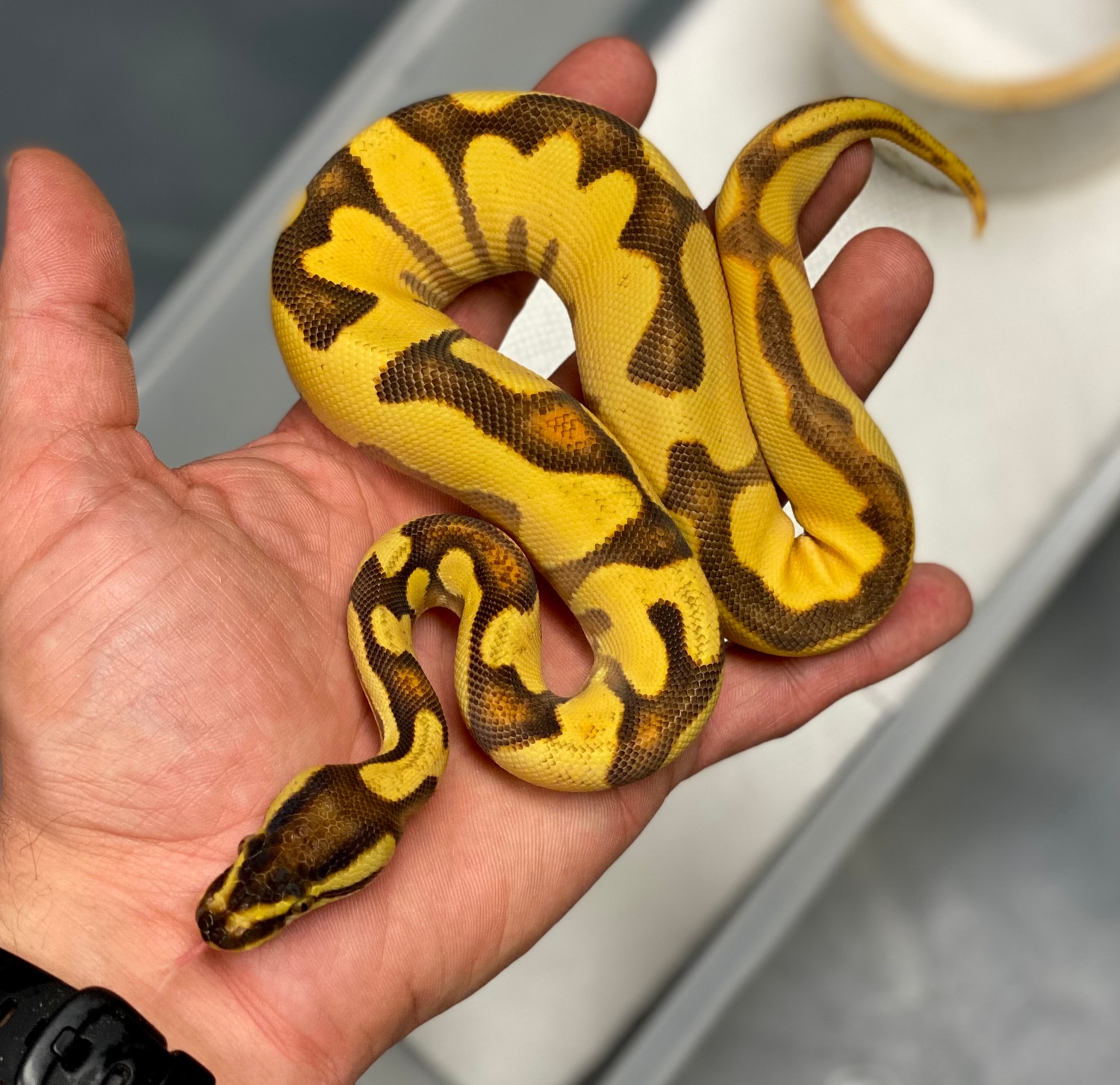 Super OD Enchi YB 100% Het Pied Ball Python by Reptile Genetic Services ...