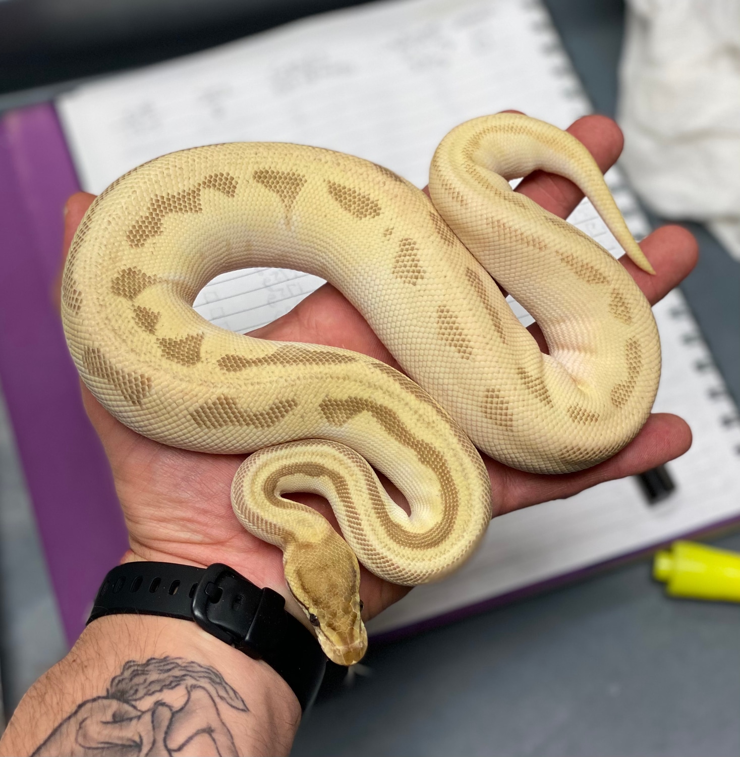 Super OD Enchi Mojave Pinstripe Ball Python by Reptile Genetic Services ...
