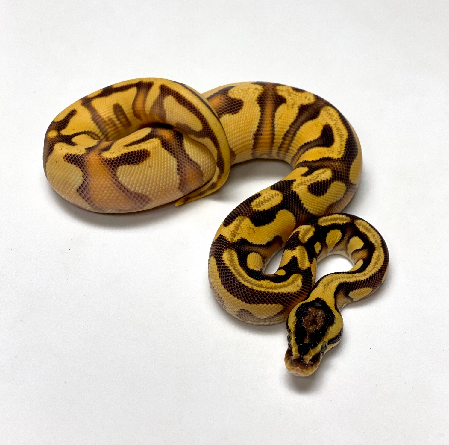 Super OD Pastel Enchi YB Dbl Het Clown/Pied Ball Python by Reptile ...