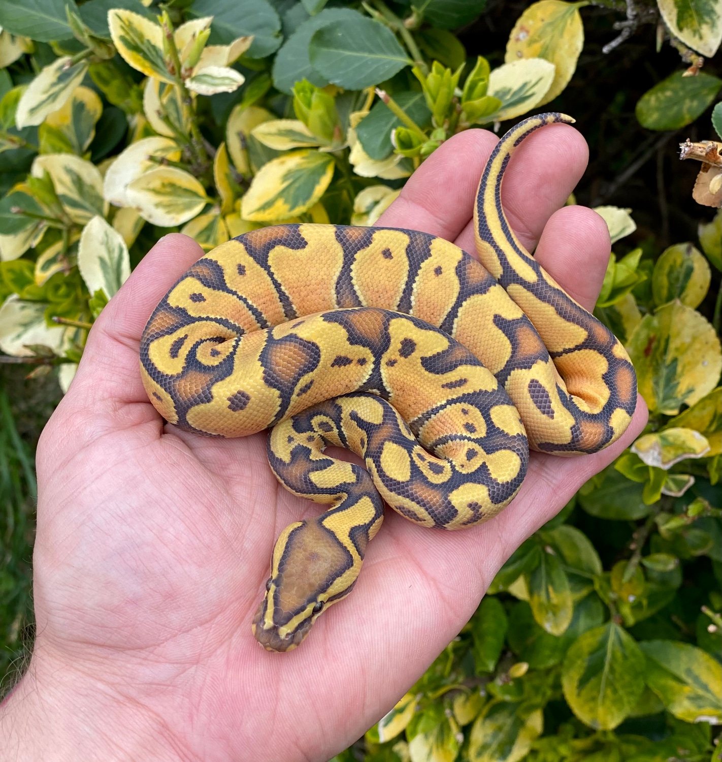 OD Enchi Ghost Ball Python by Reptile Genetic Services, LLC - MorphMarket