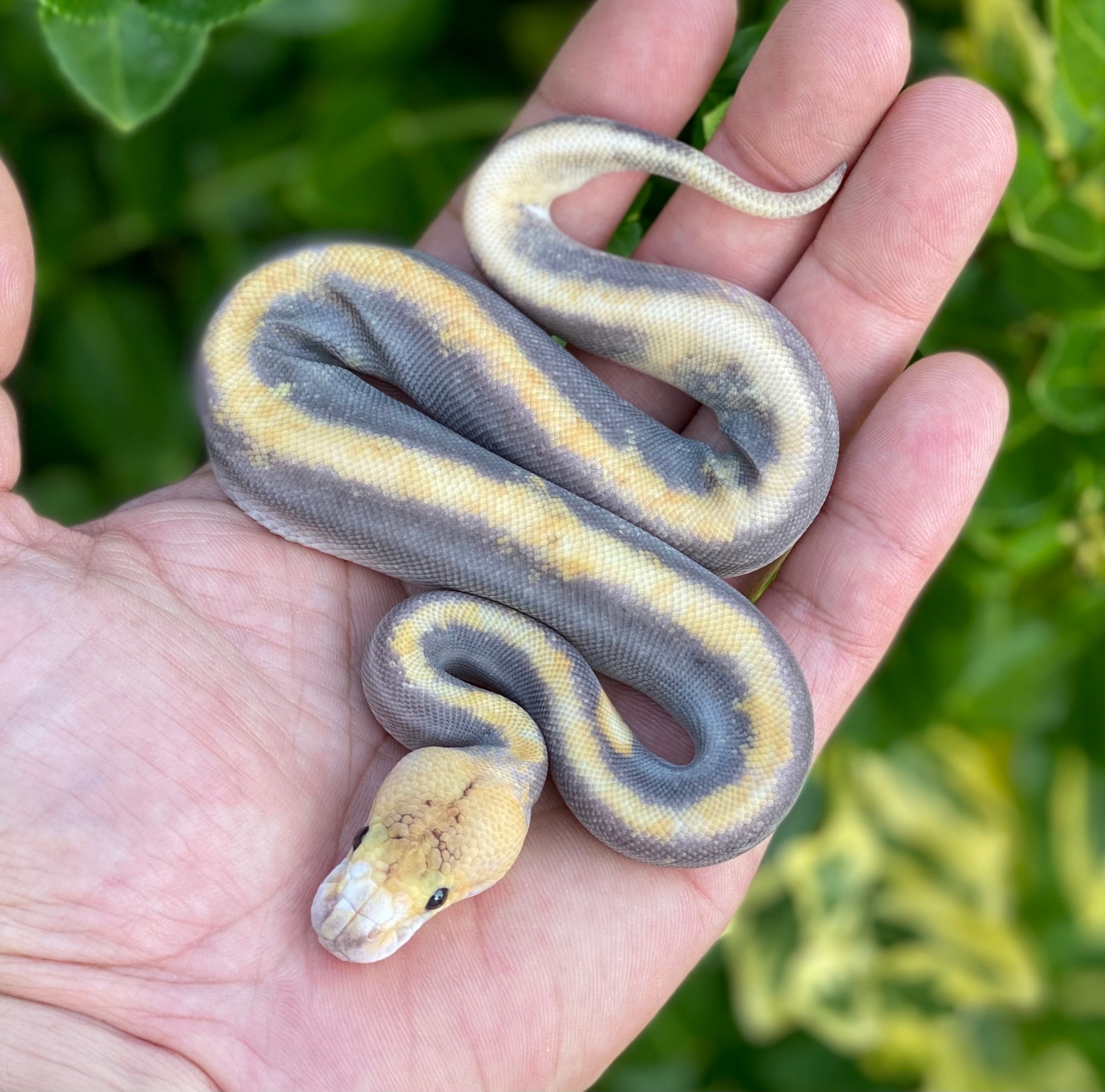GHI Champagne Het Clown Ball Python by Reptile Genetic Services, LLC ...