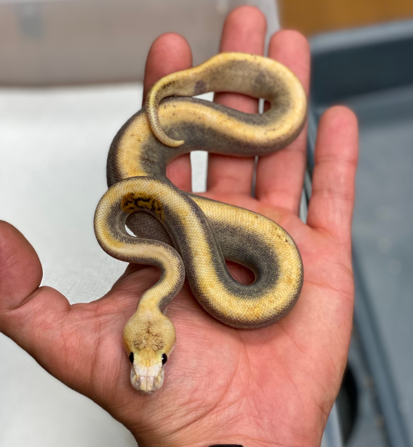 GHI Champagne Het Clown Ball Python by Reptile Genetic Services, LLC ...
