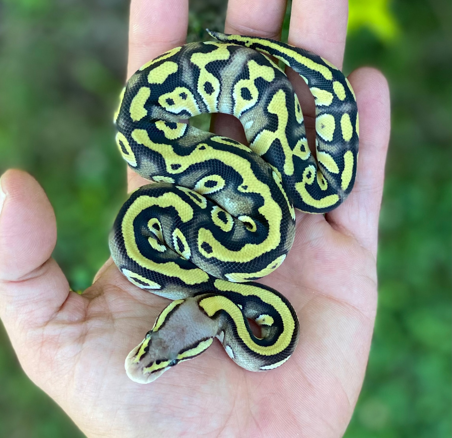 Pastave Het Clown Ball Python by Reptile Genetic Services, LLC ...