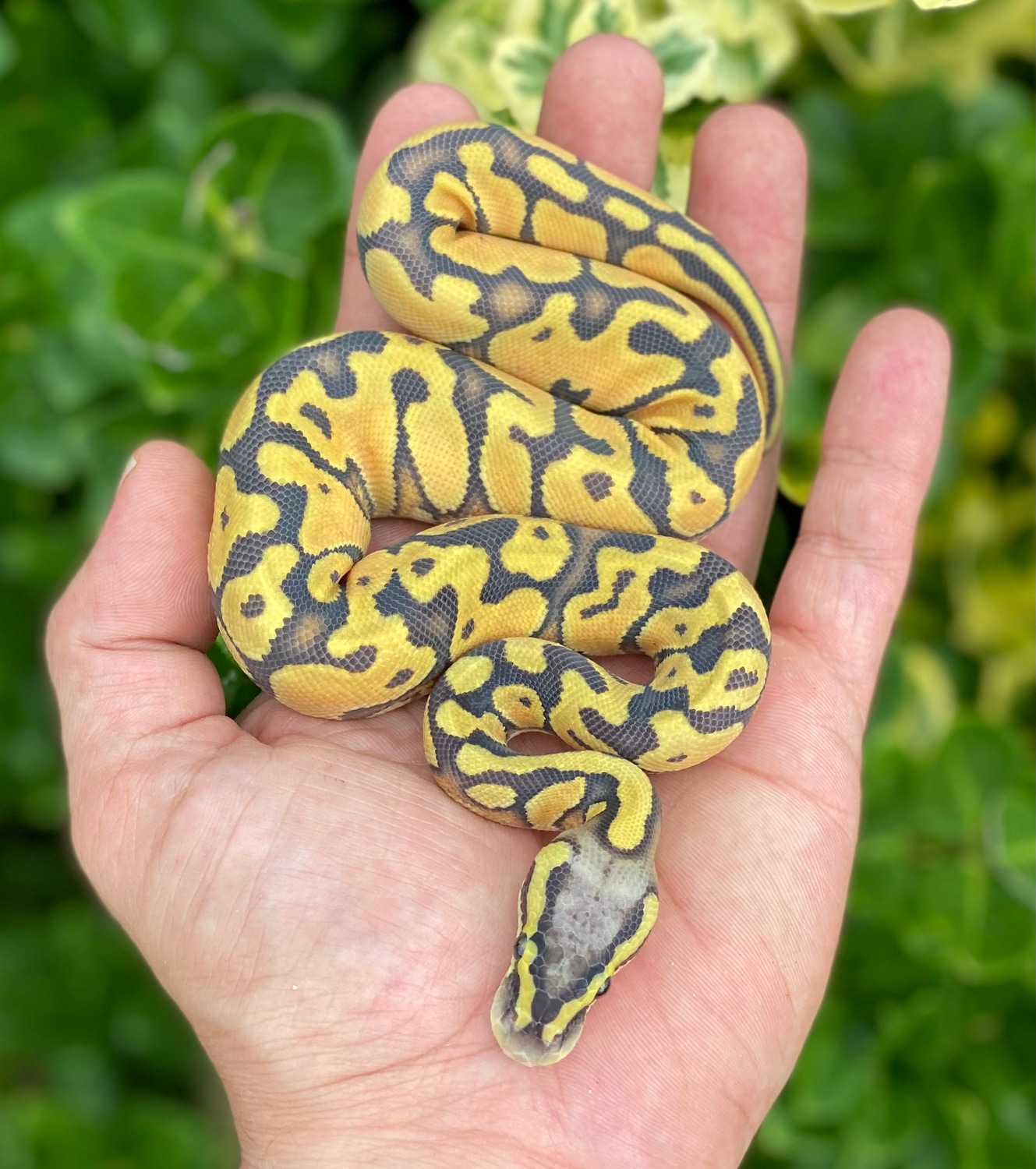Pastel Enchi Ghost Pos OD Ball Python by Reptile Genetic Services, LLC ...