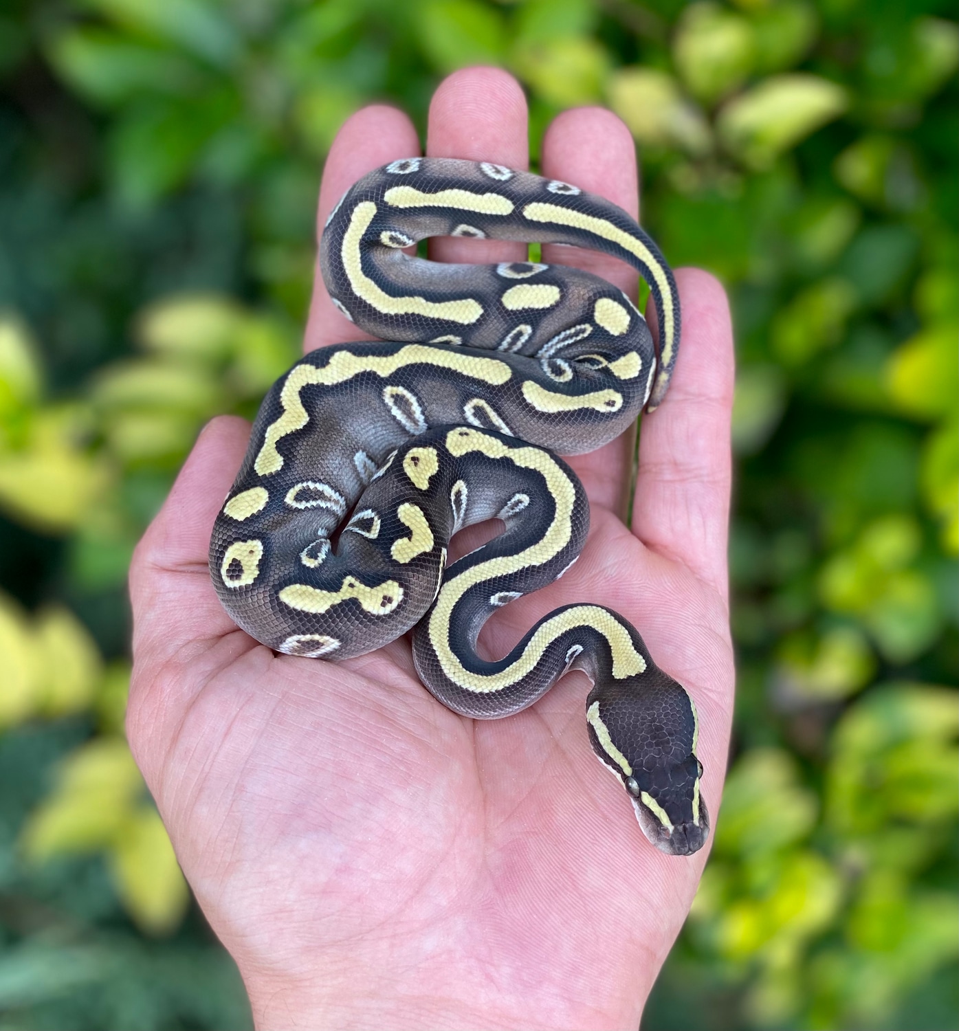 OD GHI Mojave Het Clown Ball Python by Reptile Genetic Services, LLC ...