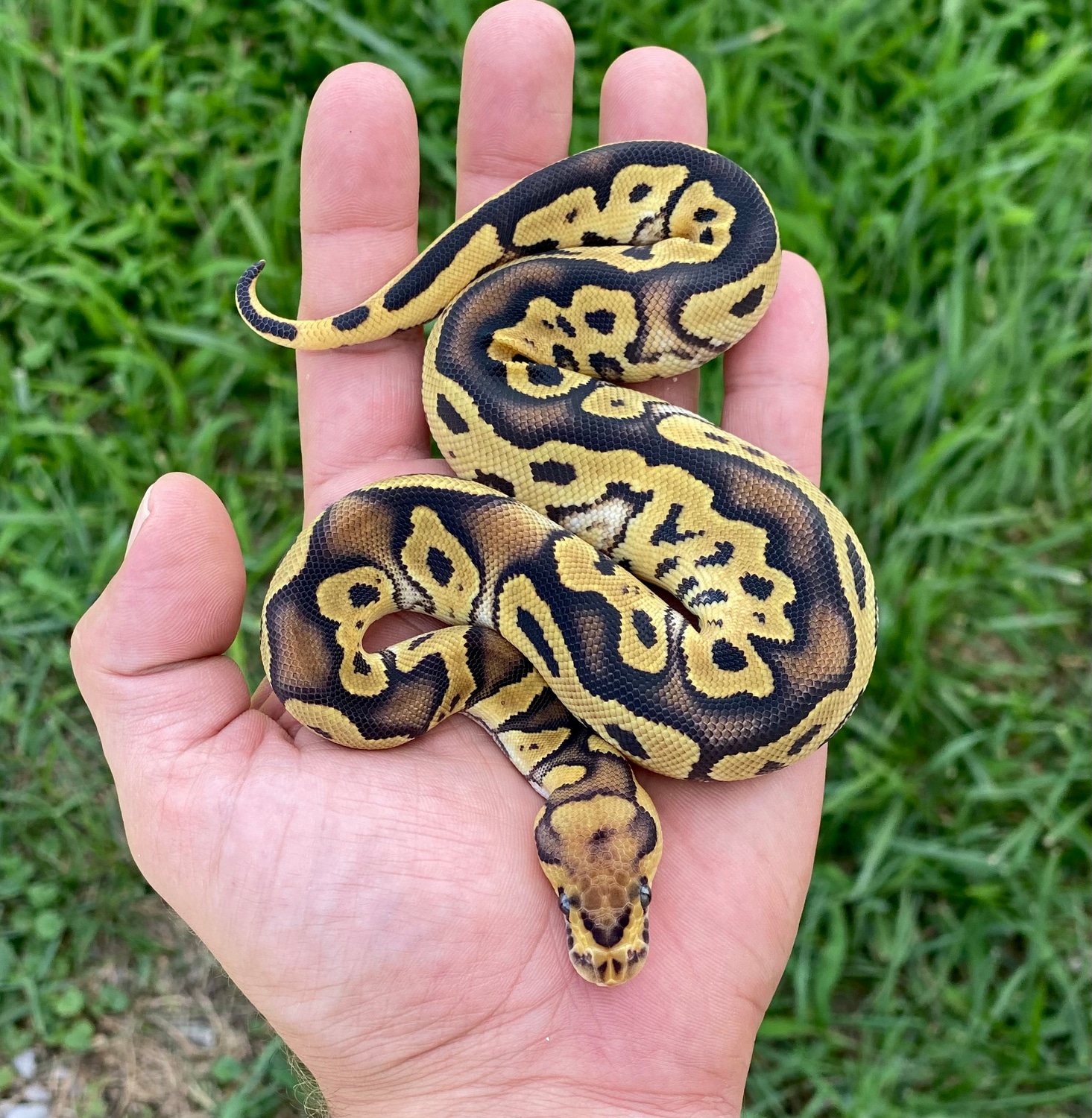 Fire Clown Het Pied Ball Python by Reptile Genetic Services, LLC ...