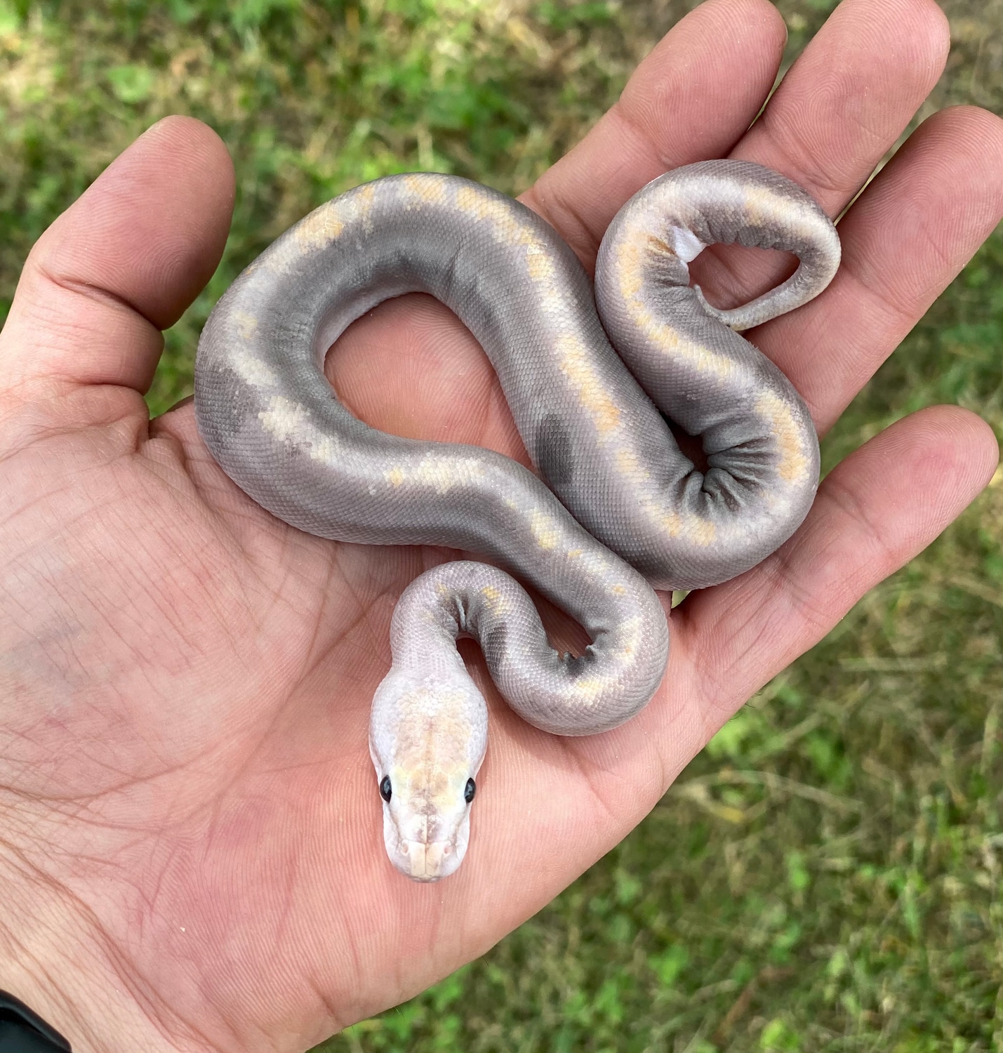 Super GHI Champagne Het Clown Ball Python by Reptile Genetic Services ...