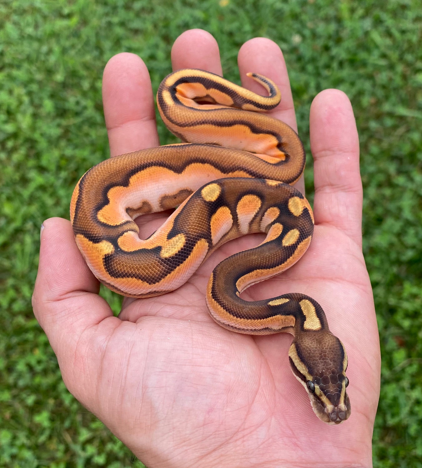 OD GHI Black Pastel Calico Ball Python by Reptile Genetic Services, LLC ...