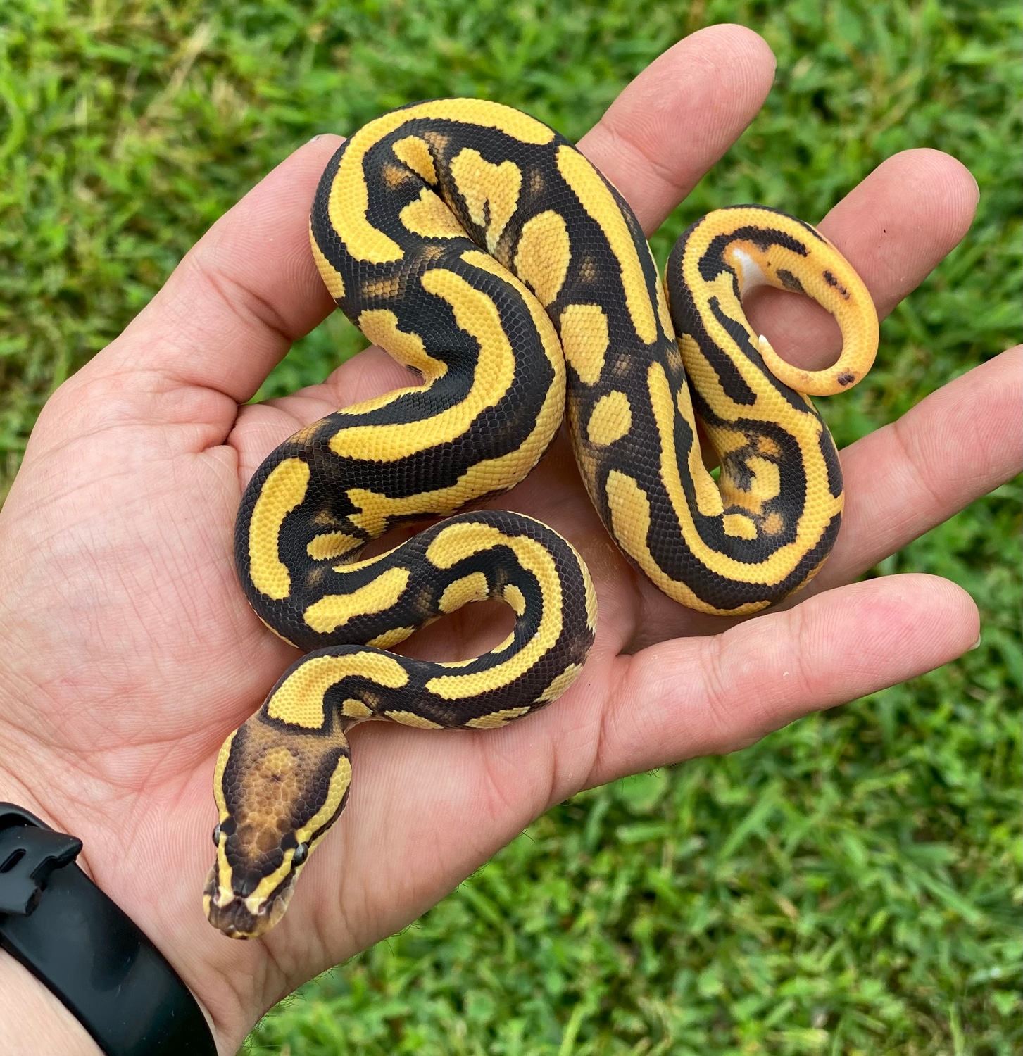 OD Fire YB 100% Dh Clown/Pied Pos Blackhead Ball Python by Reptile ...
