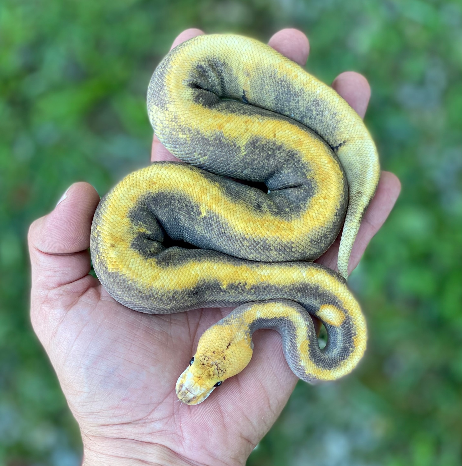GHI Champagne Het Clown Ball Python by Reptile Genetic Services, LLC ...