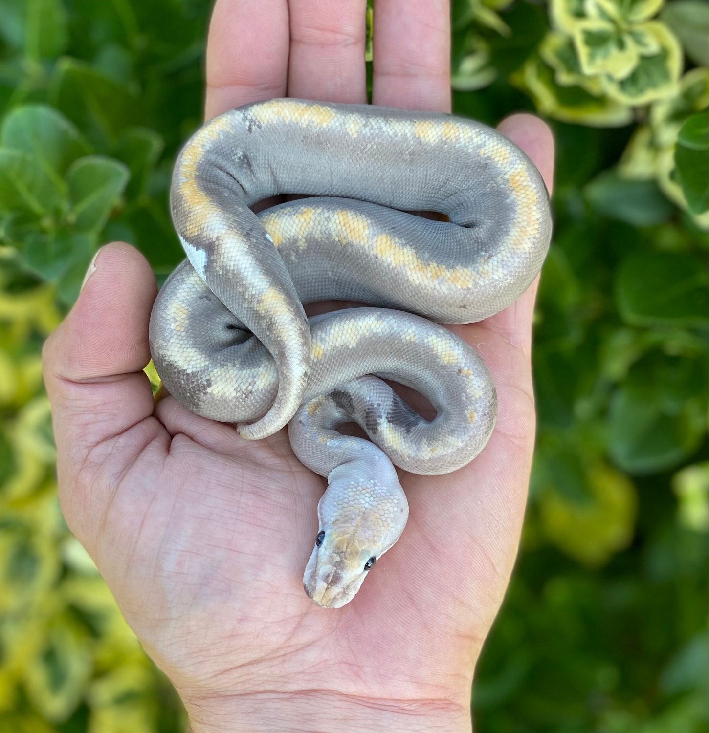 Super GHI Champagne Het Clown Ball Python by Reptile Genetic Services ...