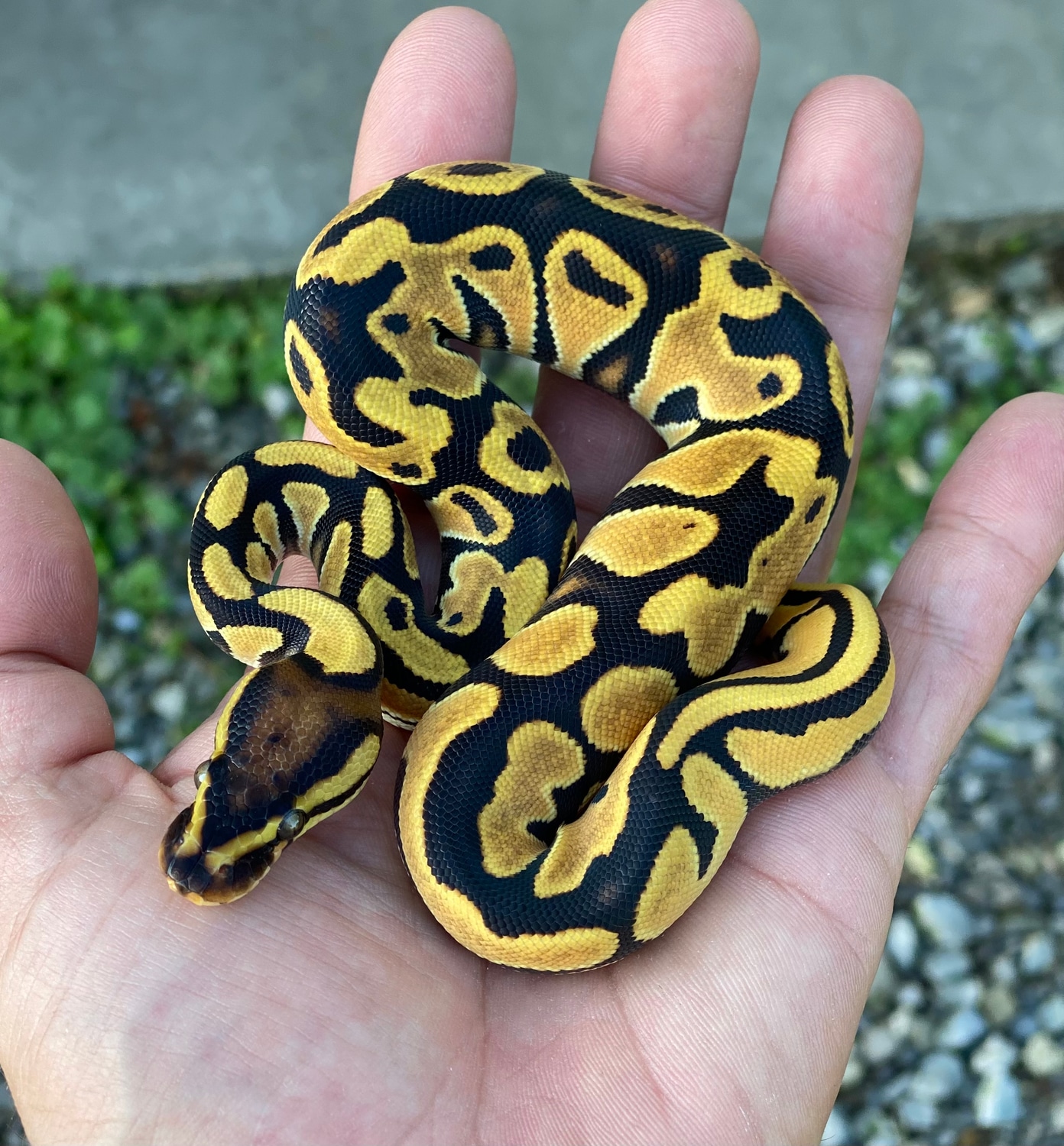 Super OD YB Ball Python by Reptile Genetic Services, LLC - MorphMarket