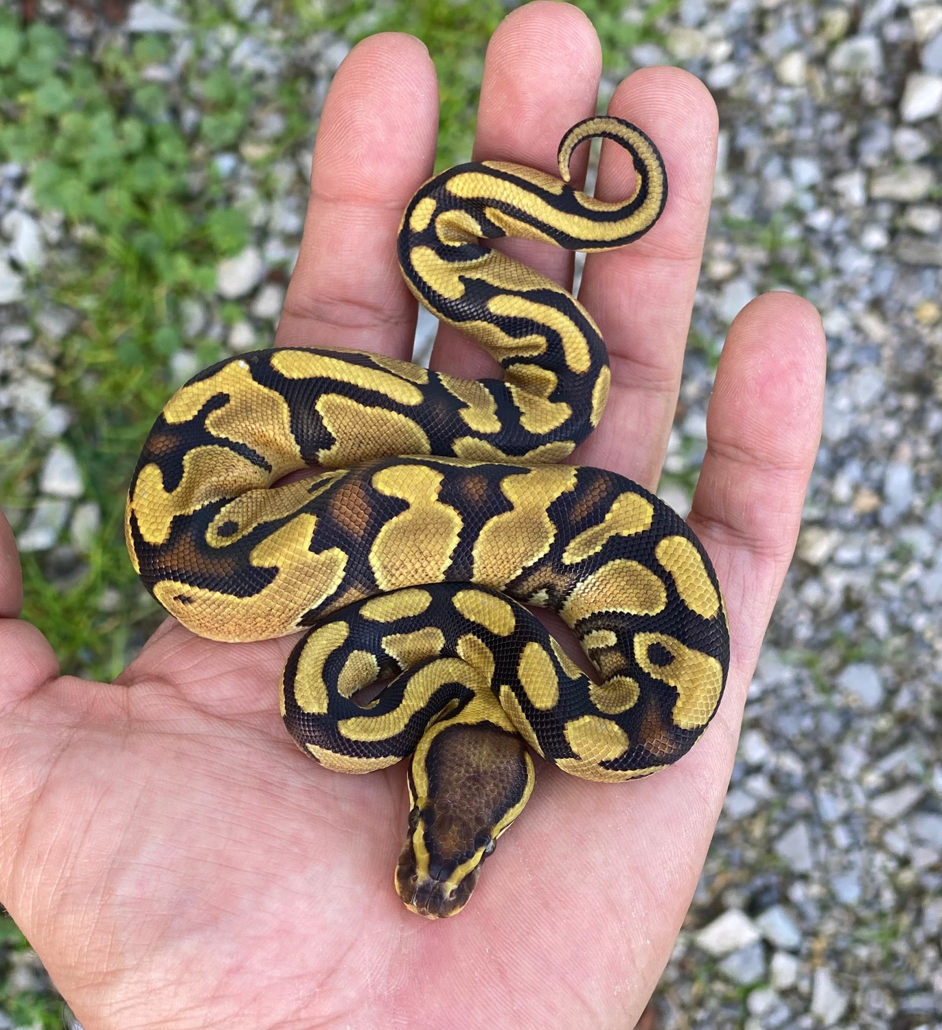 Enchi Dbl Het Ghost/Clown Ball Python by Reptile Genetic Services, LLC ...