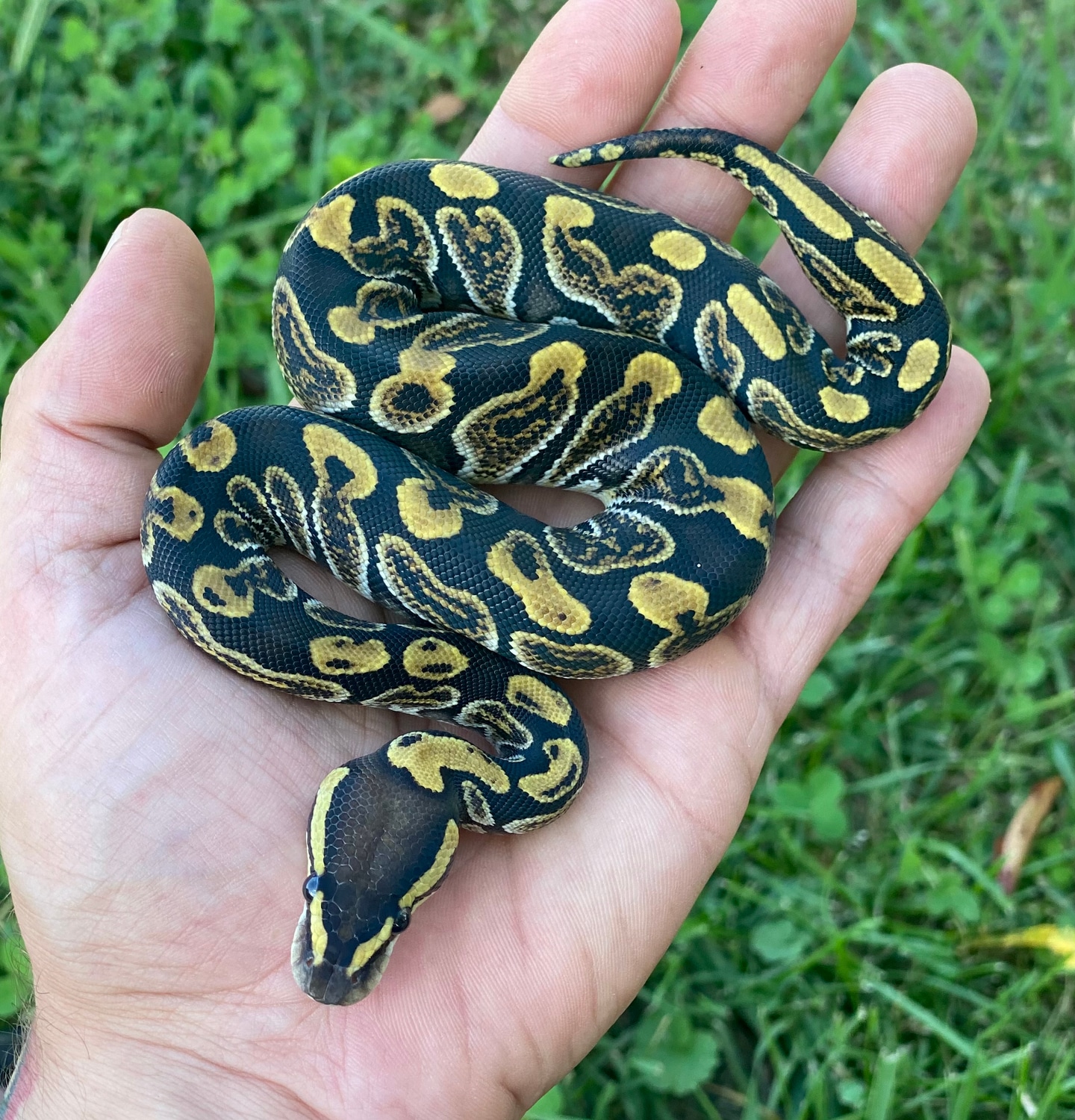 GHI Het Ghost 66% Ph Clown Ball Python by Reptile Genetic Services, LLC ...