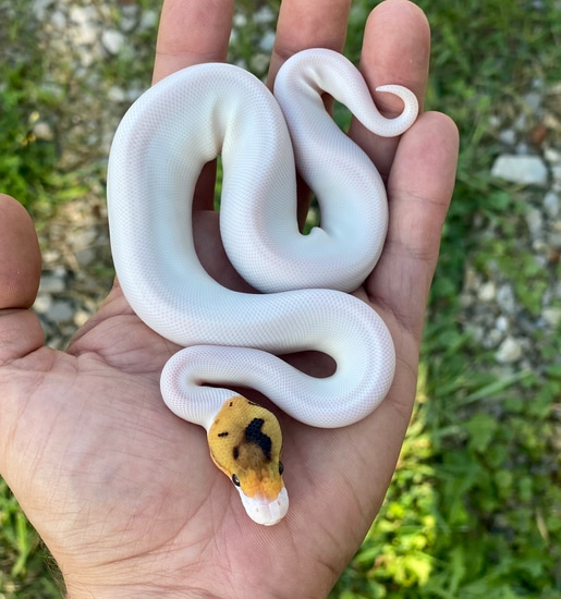 Spied Pos OD YB Ball Python by Reptile Genetic Services, LLC