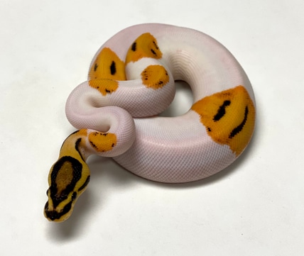 Super OD Enchi Calico Ph G-Stripe Ball Python by Reptile Genetic ...