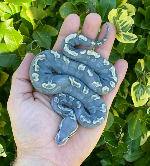 Super GHI Ghost 100% Het Clown Ball Python by Reptile Genetic Services, LLC