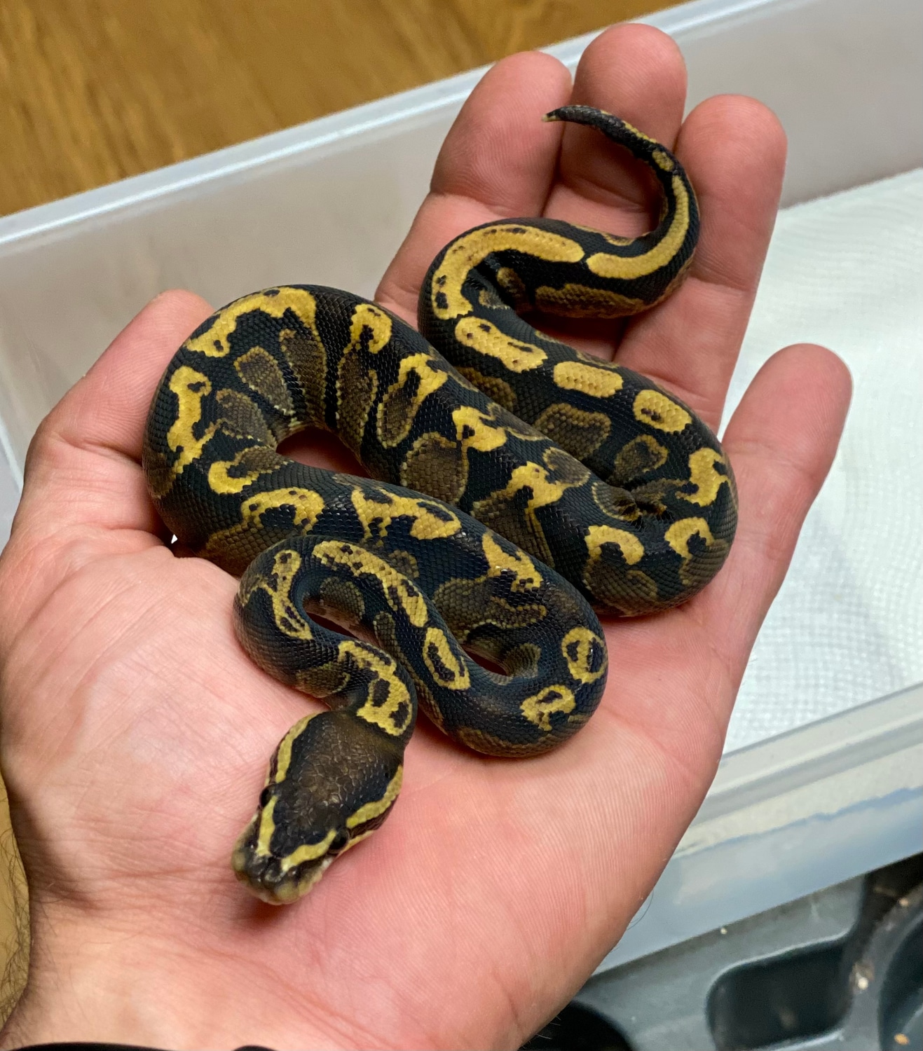 GHI Wookie Ball Python by Reptile Genetic Services, LLC - MorphMarket