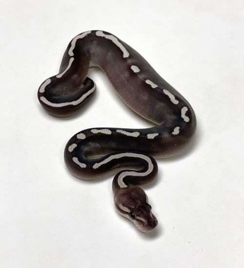 GHI Chocolate Butter Dbl Het Ghost/Clown Ball Python by Reptile Genetic ...