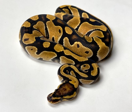 GHI Champagne Het Clown Ball Python by Reptile Genetic Services, LLC ...