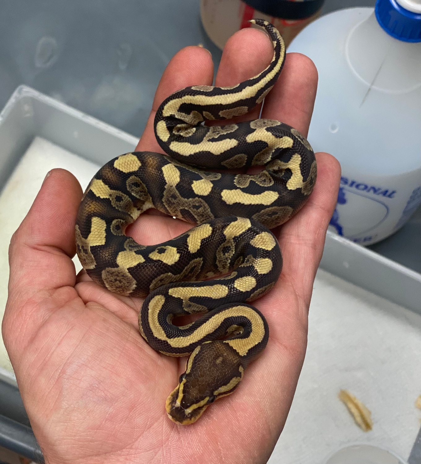 Wookie Fire Pos OD Ball Python by Reptile Genetic Services, LLC ...