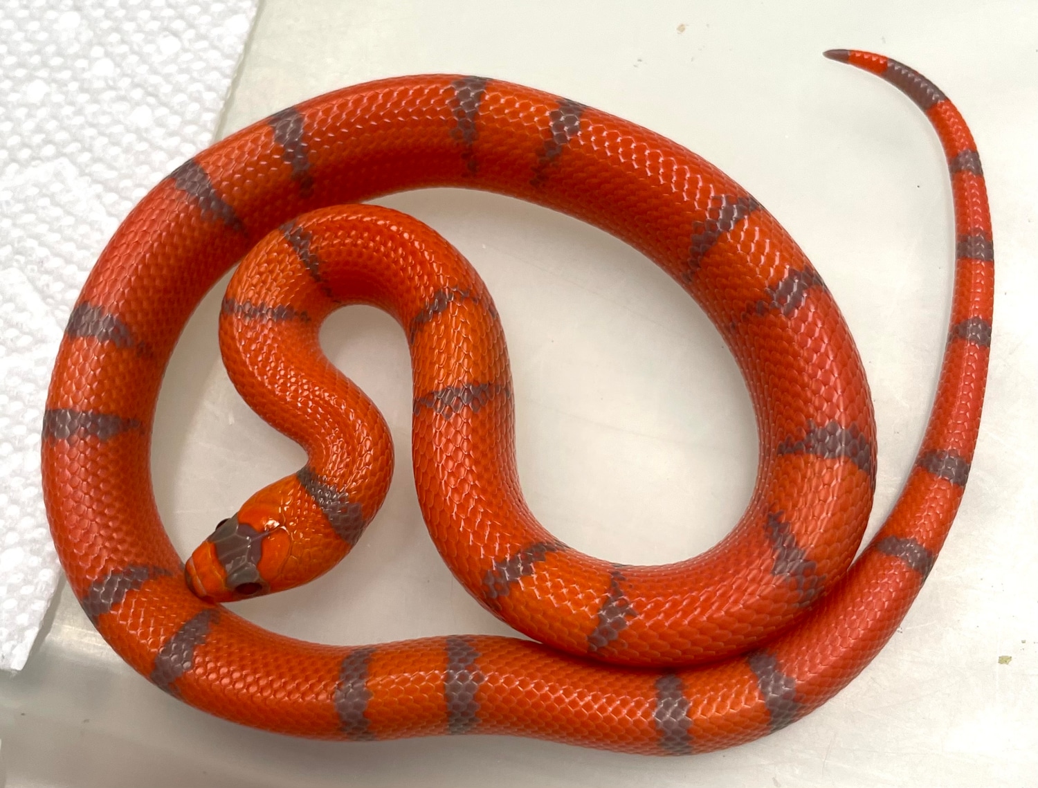 Hypo Tangerine Honduran Milk Snake by Reptile Genetic Services, LLC ...