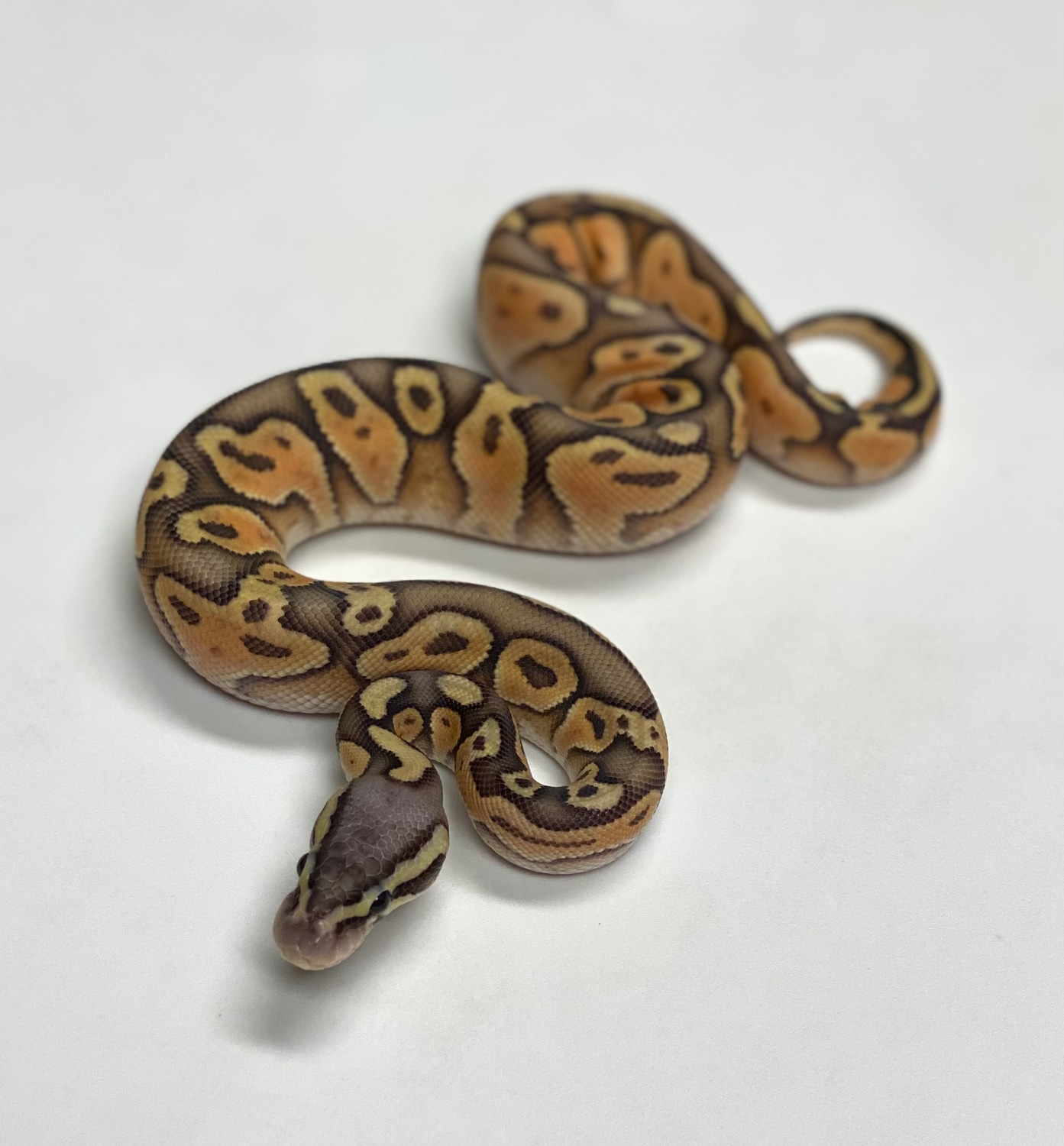 Black Pewter Enchi Ghost Pos Od Ball Python by Reptile Genetic Services ...