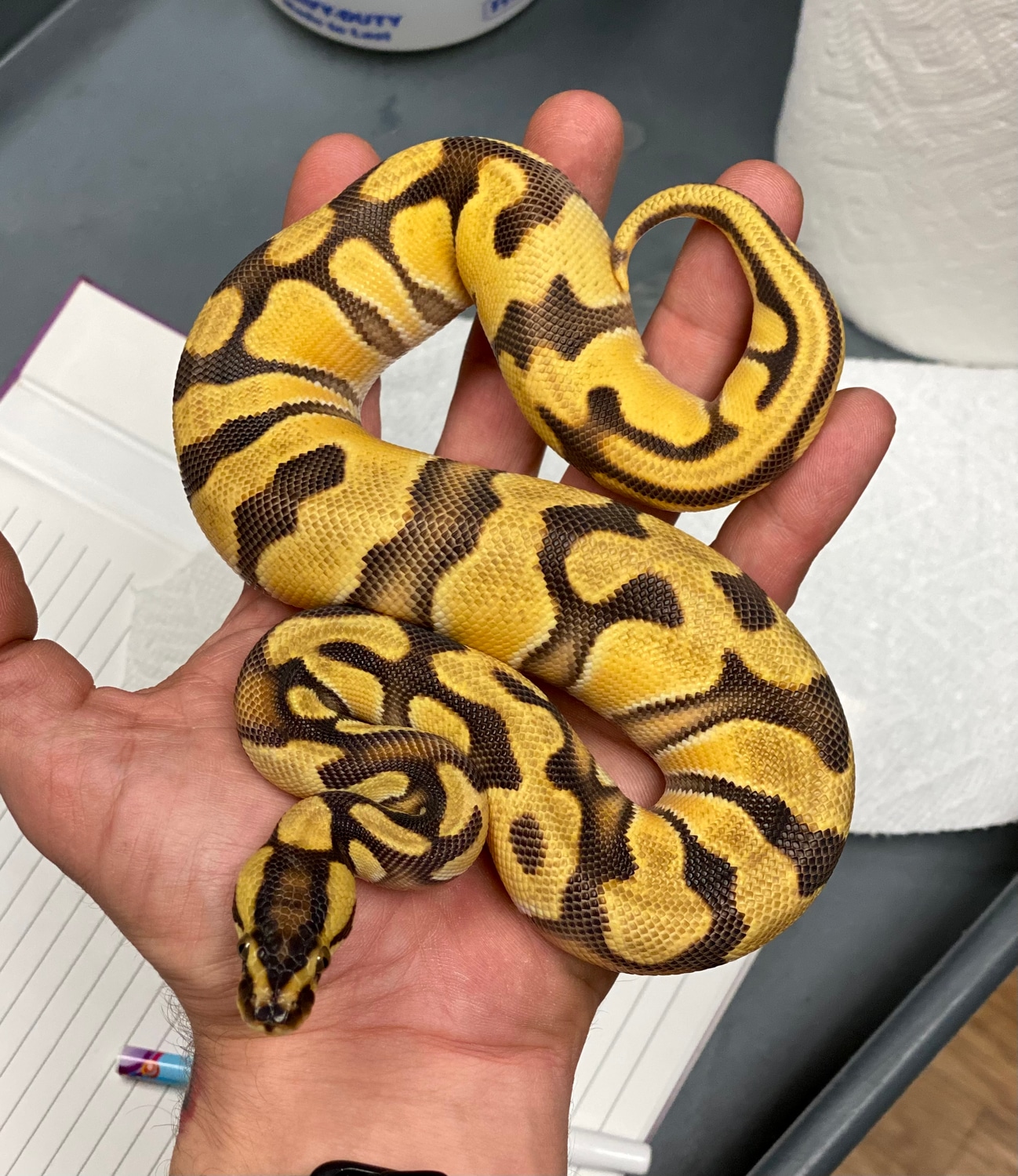 Super Od Enchi Dbl Het Clown/Pied Ball Python by Reptile Genetic ...