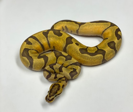 Super GHI Champagne Het Clown Ball Python by Reptile Genetic Services ...