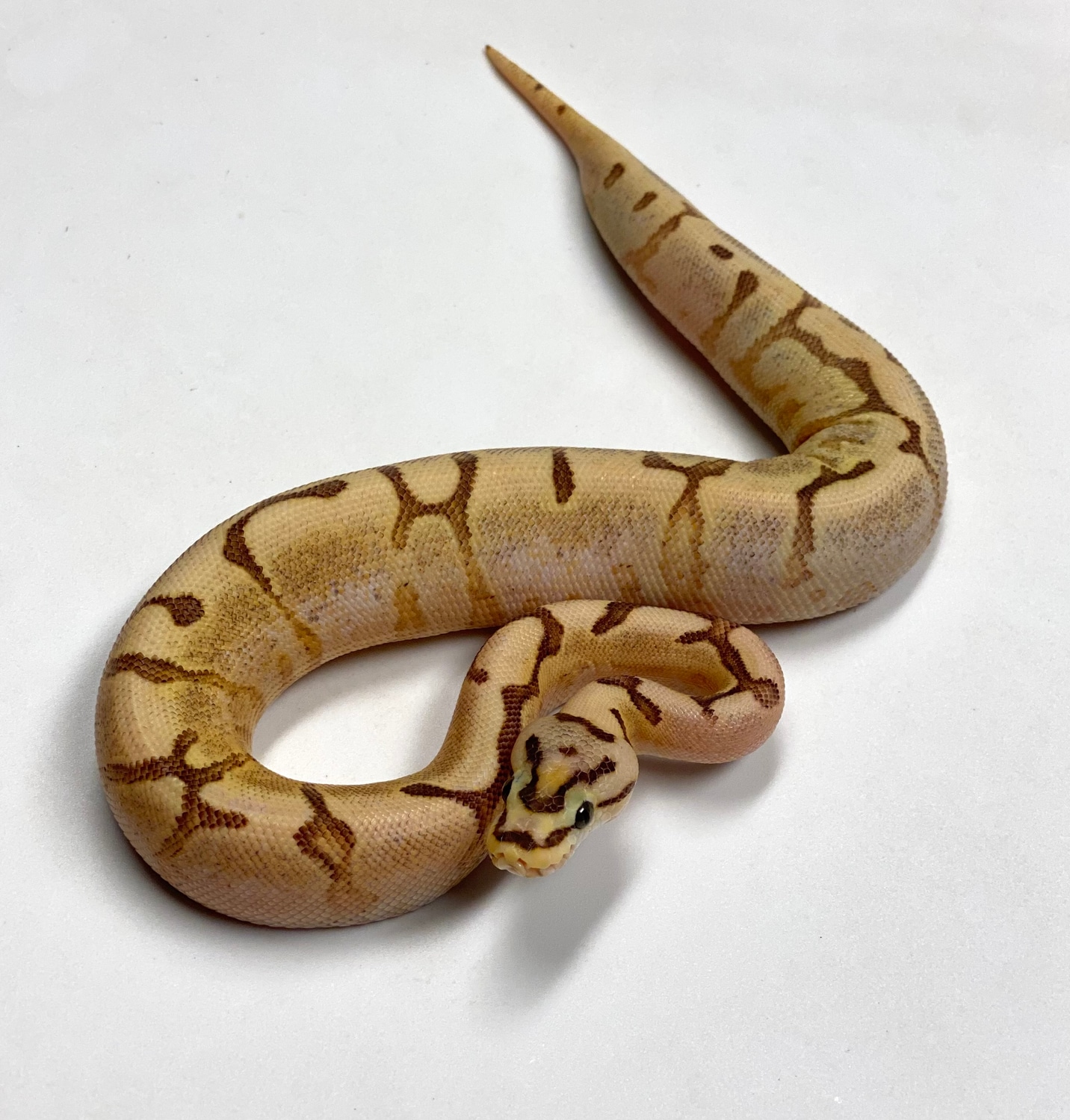 OD YB Enchi Fire Spider Ball Python by Reptile Genetic Services, LLC ...