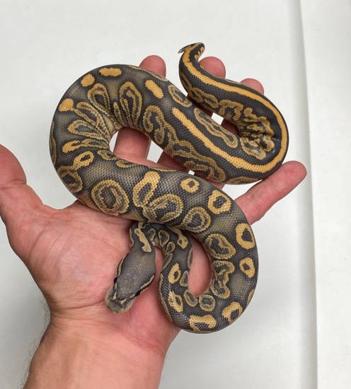 OD Black Pastel Ghost Pos Super OD Ball Python by Reptile Genetic ...