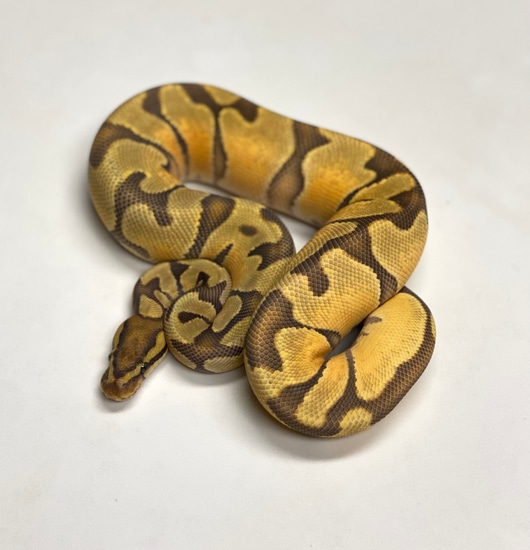 Od Enchi Ghost Pos Super Od Ball Python by Reptile Genetic Services, LLC