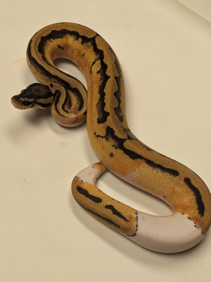 Orange Dream Yellow Belly Pastel Piebald Ball Python by Reptile Genetic ...