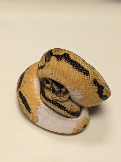 Orange Dream Yellow Belly Pastel Pied Ball Python by Reptile Genetic ...