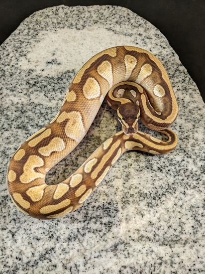 OD Enchi Mojave Het Pied Ball Python by Reptile Genetic Services, LLC