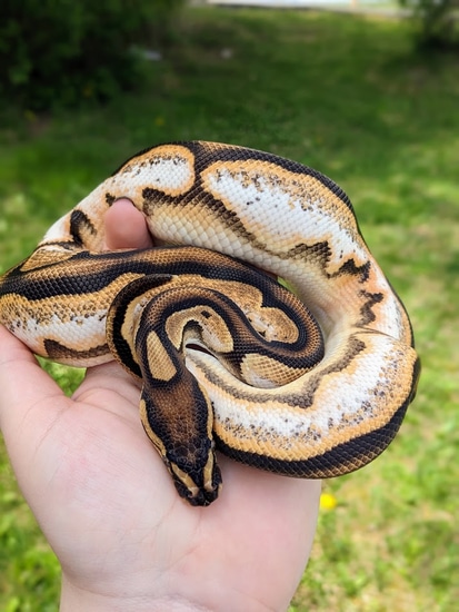 Super OD Cinnamon Calico Pos Enchi YB Ball Python by Reptile Genetic ...