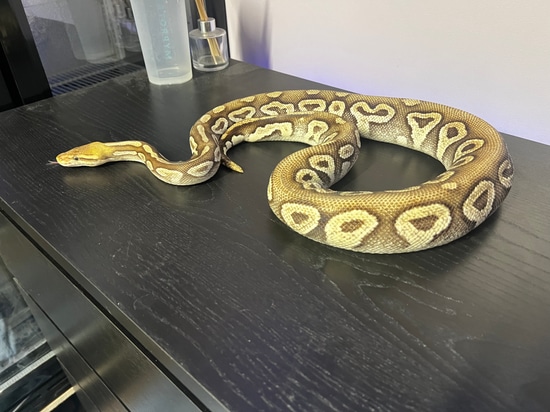 Pewter CB:18 Ball Python by Constrictor Central