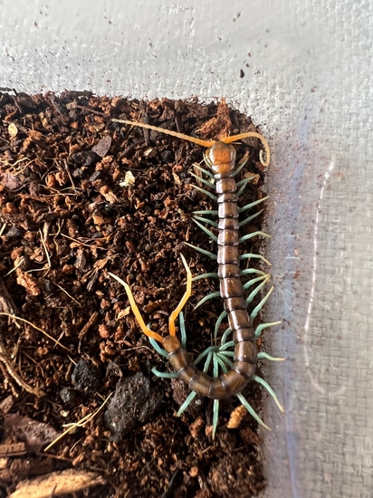 Philippine Mint Leg - Scolopendra Paradoxa Centipede by BH Xotics