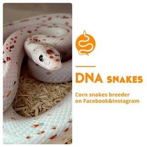 DNA Snakes - MorphMarket