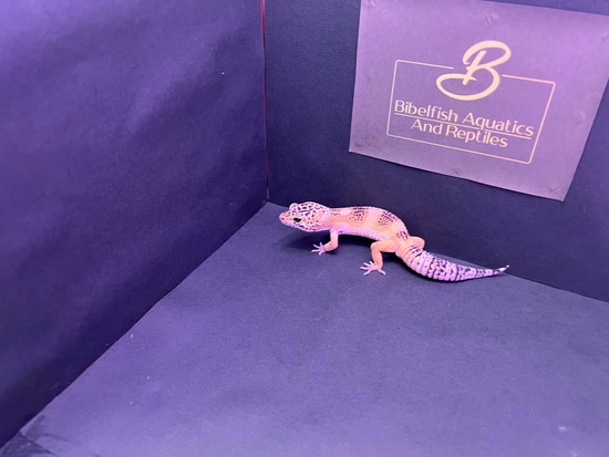 Hypo Mack Snow Leopard Gecko by Bibelfish Aquatics and Reptiles