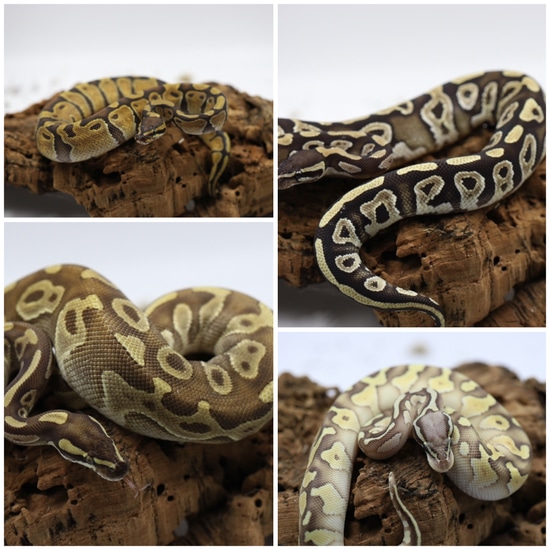 Group Of Ball Pythons by Biblical Creation