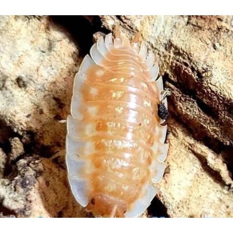 10+ Oniscus Asellus "B.C. Maple" Isopod by Biddy Bugs LLC