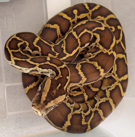 Burmese Python Normal by Bidwell Reps