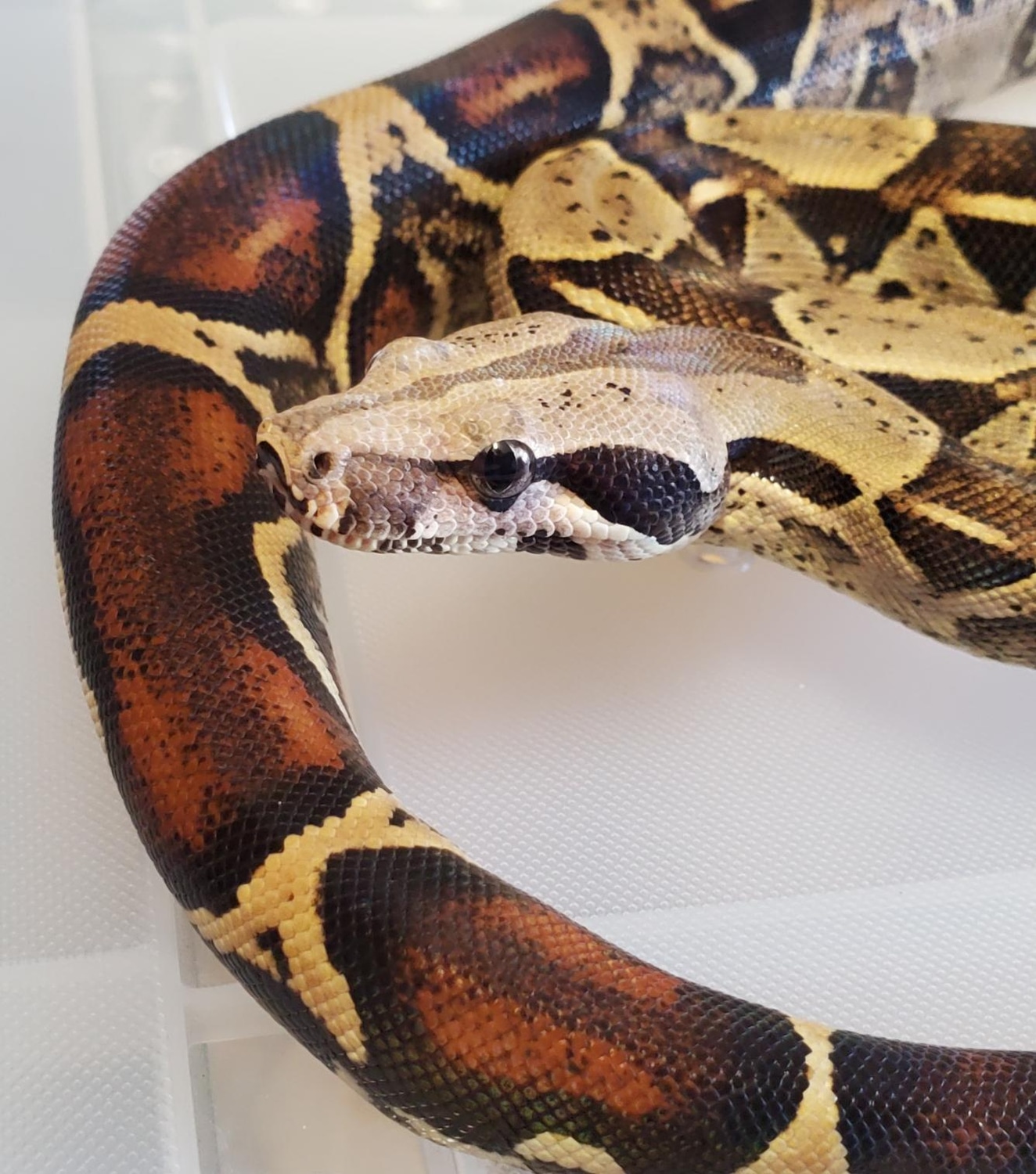 Red Tail Boa Boa Constrictor by Bidwell Reps - MorphMarket