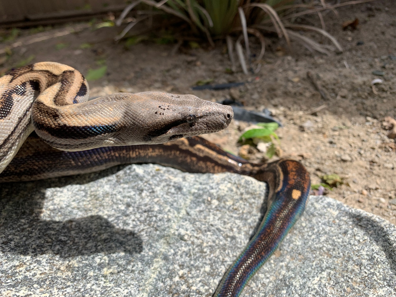 Motley Red Tail Boa Boa Constrictor by Bidwell Reps - MorphMarket