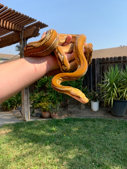 Orange Ghost Stripe Sunfire Reticulated Python by Bidwell Reps